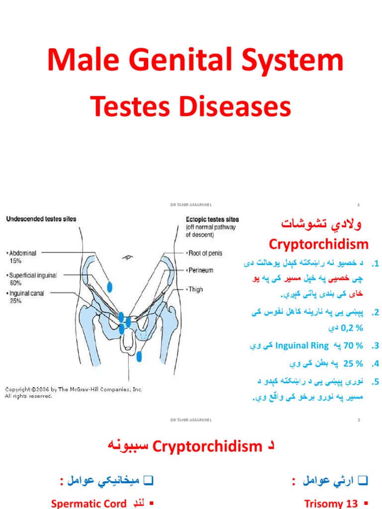 3 Male Genital System | PDF