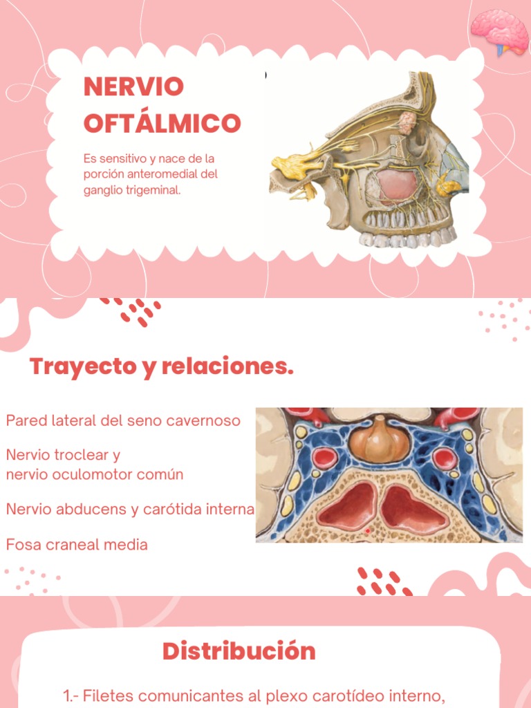 Nervio Oftálmico: Es Sensitivo y Nace de La Porción Anteromedial Del ...