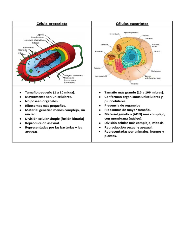 Célula Procariota y Eucariota (Diferencias) | PDF