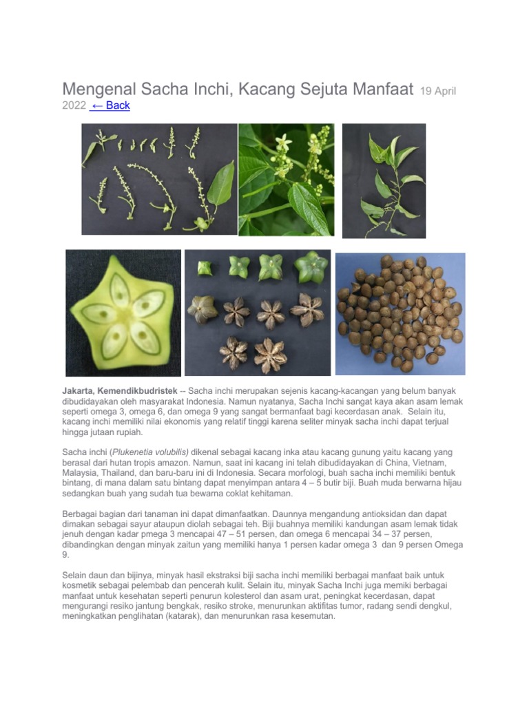 Mengenal Sacha Inchi | PDF