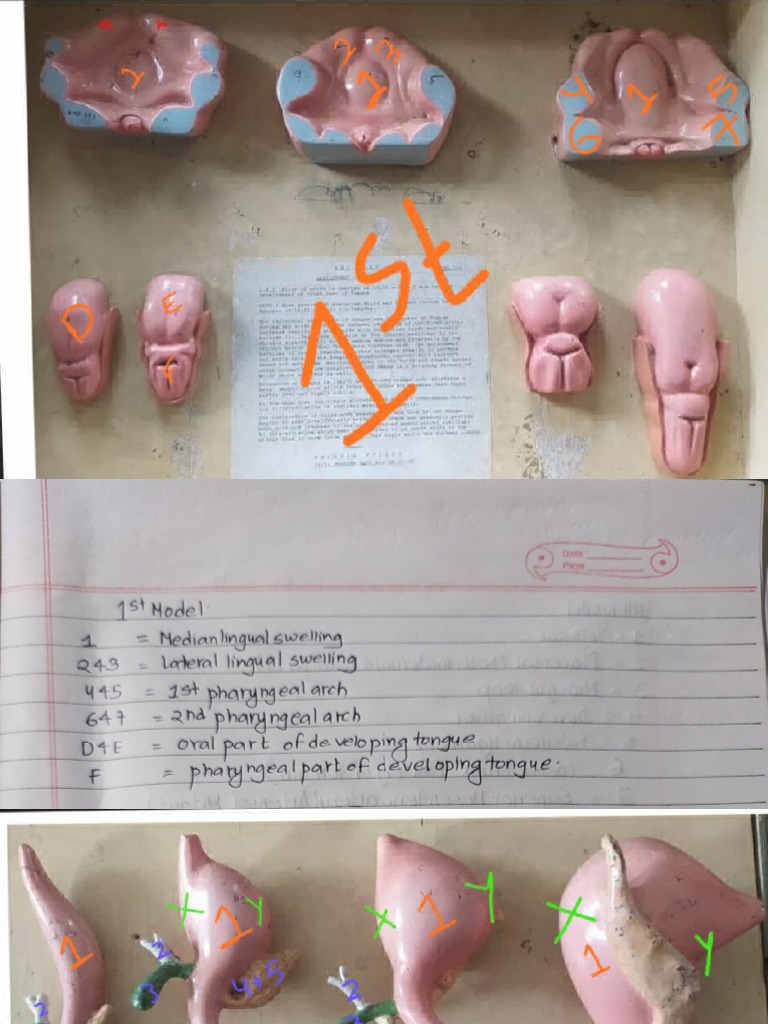 GIT Models | PDF | Morphology (Biology) | Organ (Anatomy)