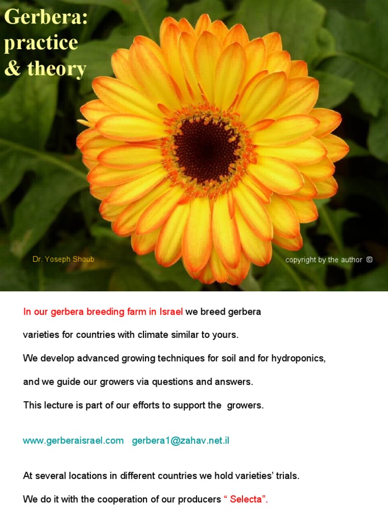 Gerbera - Practice & Theory | PDF | Soil | Root