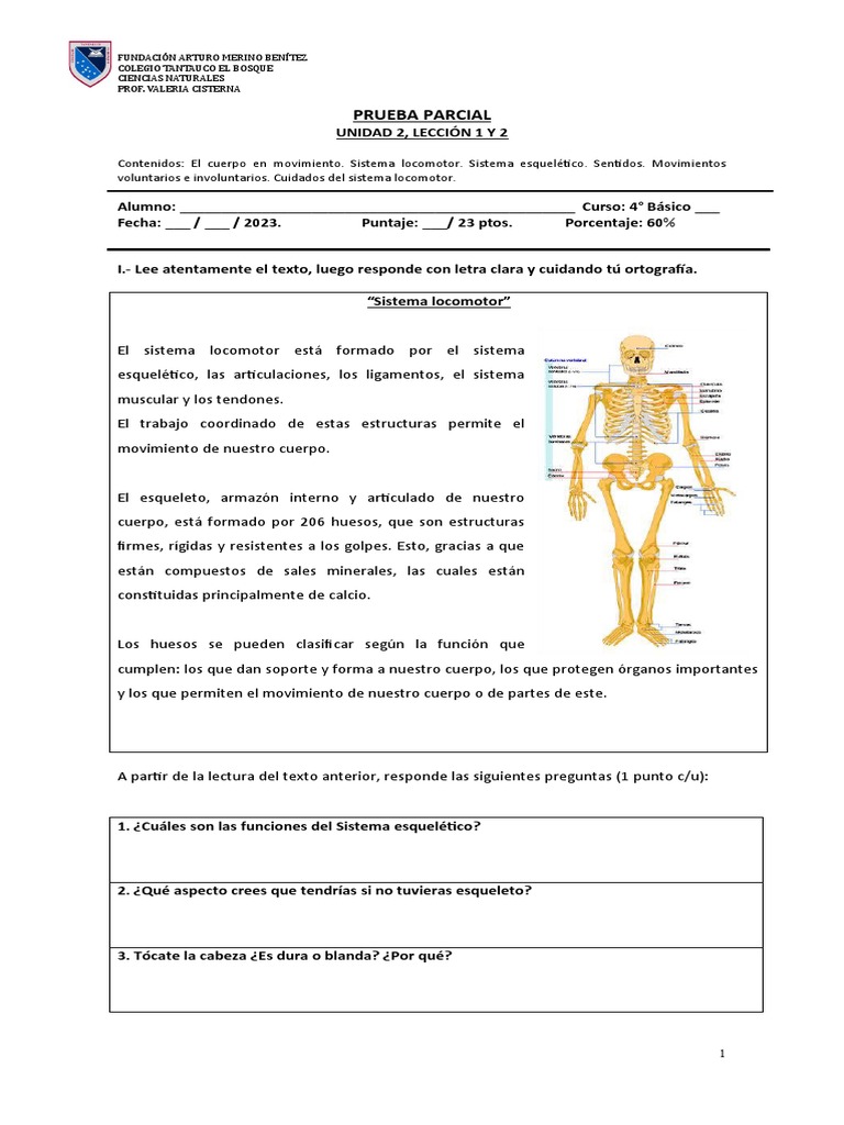 Prueba Sistema locomotor 4° | PDF | Esqueleto | Sistema ...