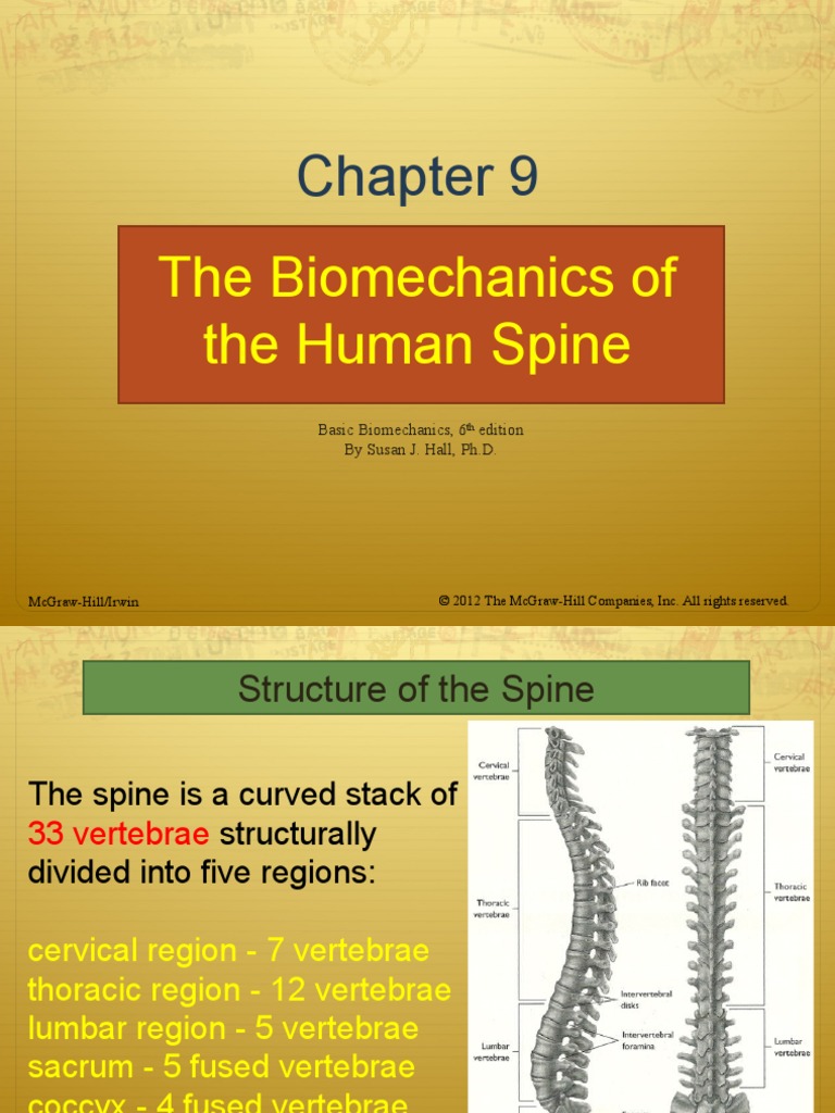 Chapter 9 | PDF | Vertebral Column | Musculoskeletal System