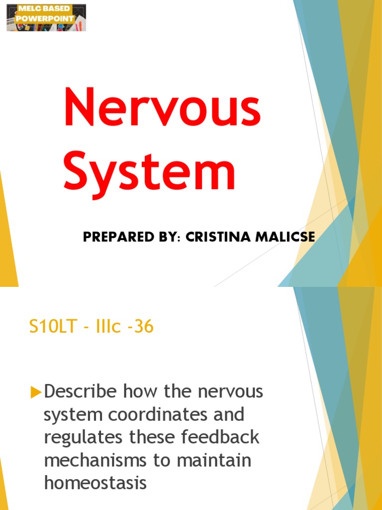 G10 Science Q3 Nervous System | PDF | Nervous System | Motor Neuron