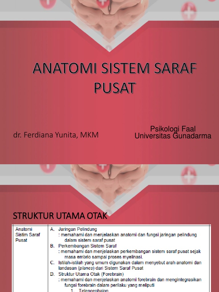 Anatomi Sistem Saraf Pusat (SSP) 1 | PDF