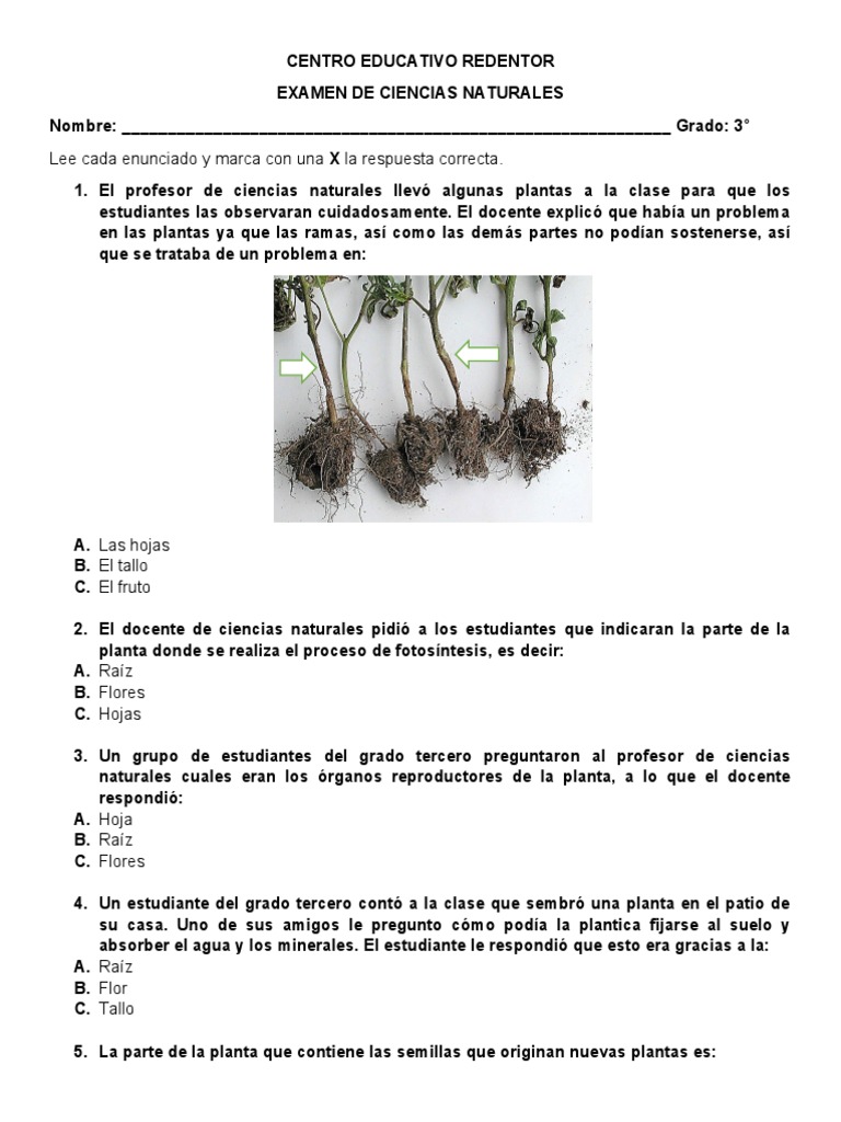 Examen 3° | PDF | Plantas | Fisiología de las plantas
