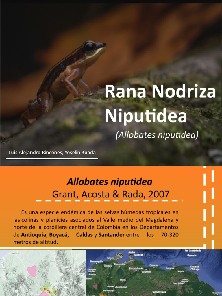 Allobates niputidea: Especie Única | PDF | Taxonomía (biología) | Género