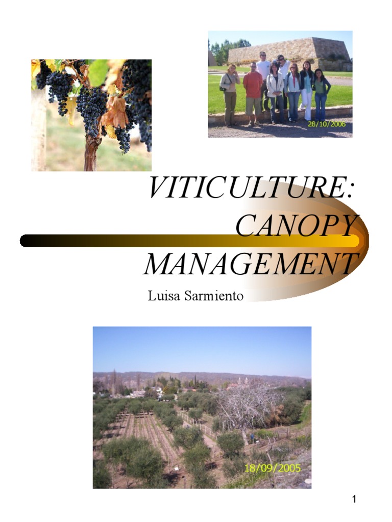 Grape Canopy Management Techniques | PDF | Fruit | Grape