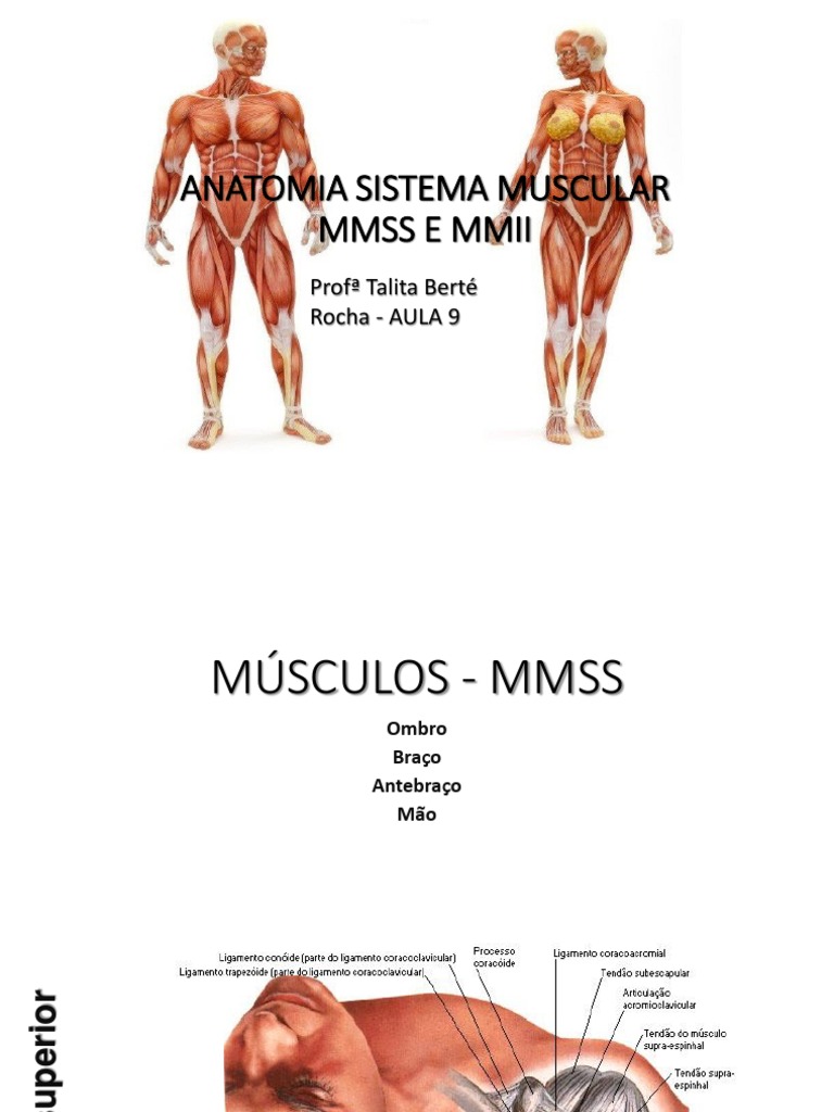 Aula06 ANATOMIA SISTEMA MUSCULAR MMSS E MMII | PDF | Pé | Anatomia dos membros inferiores