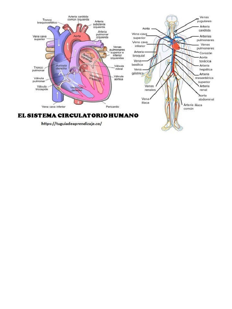 Sistema Circulatorio | PDF
