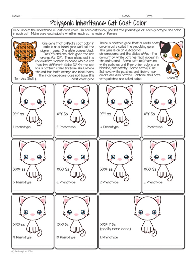 Cats Genetics | PDF | Allele | Dominance (Genetics)