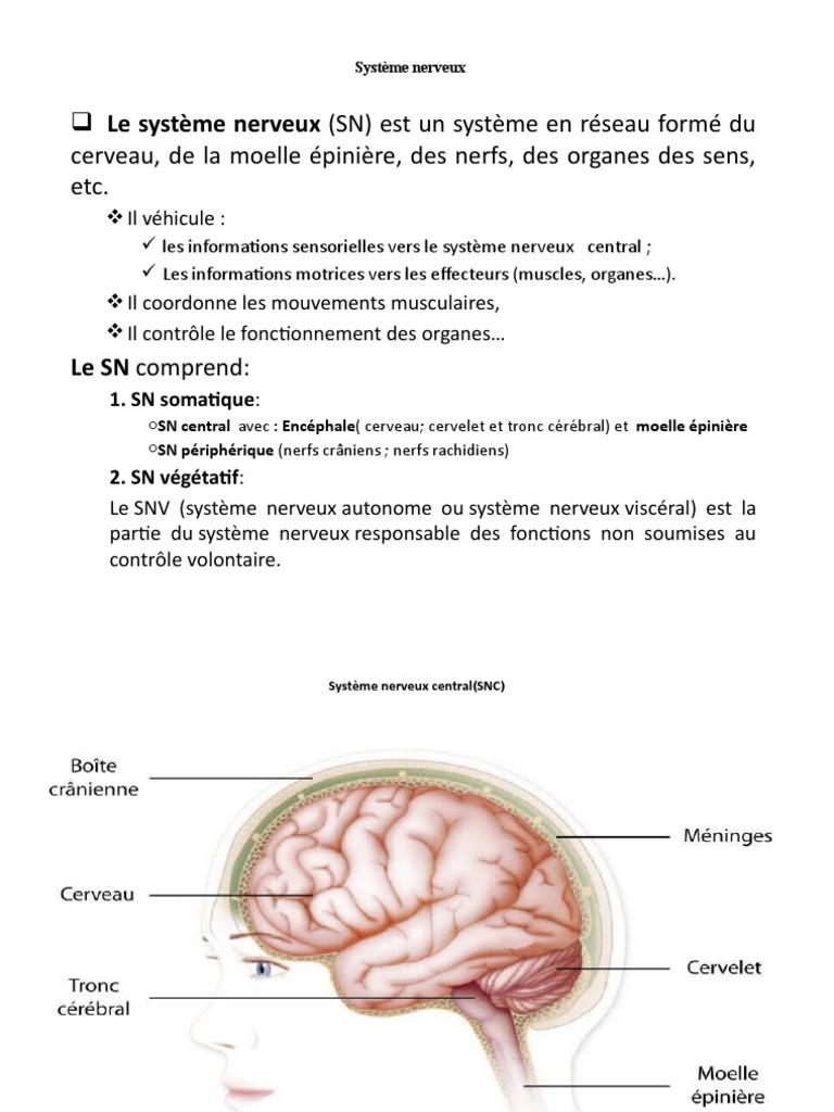 Système Nerveux PP | PDF | Système nerveux | Système nerveux autonome
