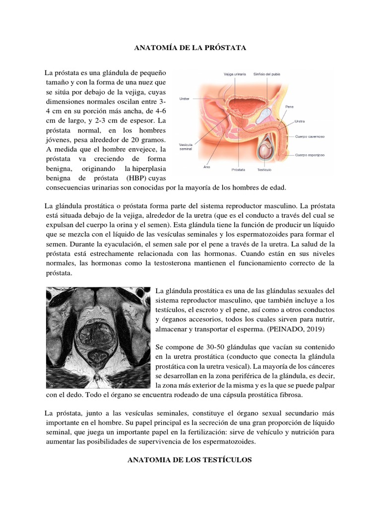 Radiología - Prostata y Testiculo | PDF | Próstata | Testículo
