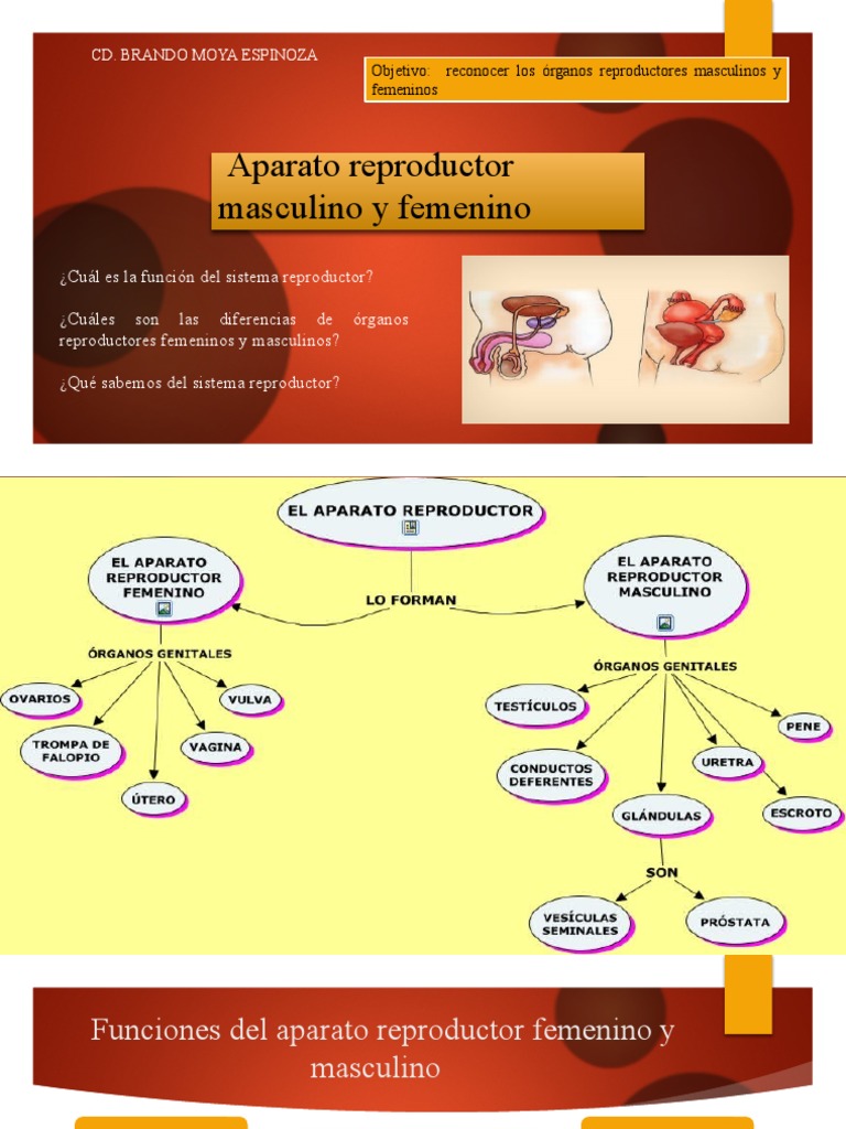 Fisiologia de La Reproduccion Humana | PDF | Sistema reproductivo | Reproducción