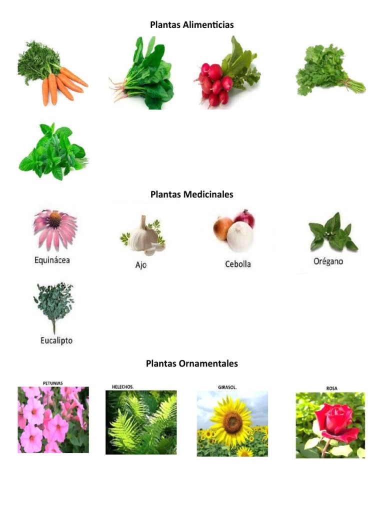 Tipos de plantas medicinales textiles alimenticias ornamentales | PDF