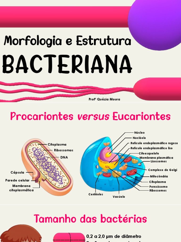 Aula - Morfologia e Estrutura Bacteriana | PDF | Célula (Biologia) | Bactérias