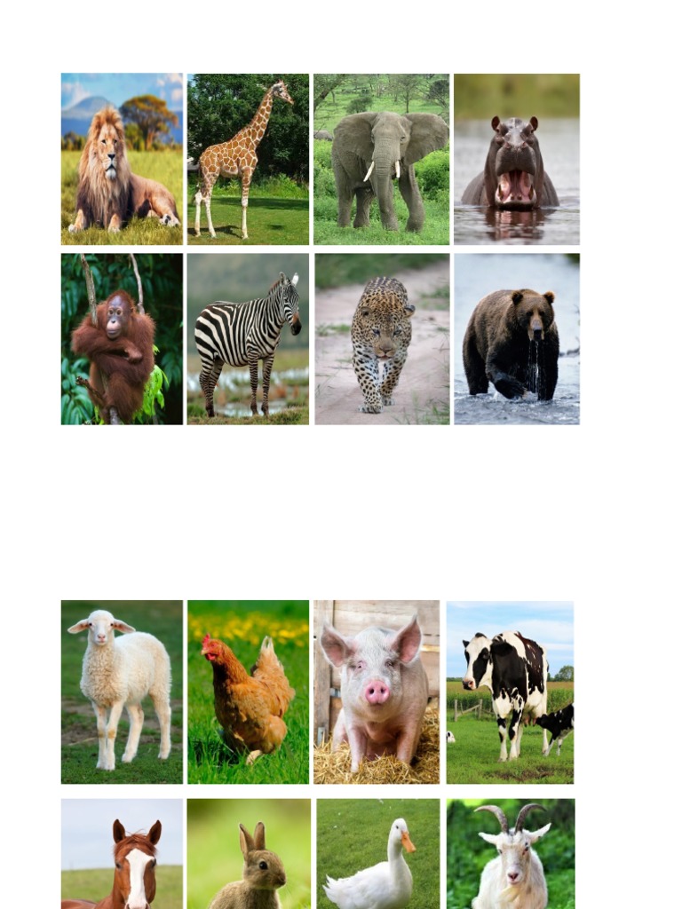 Animales Adivina Quien | PDF