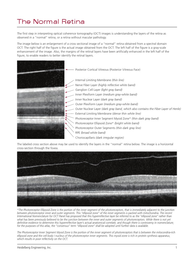 OCT Notes | PDF | Retina | Anatomy