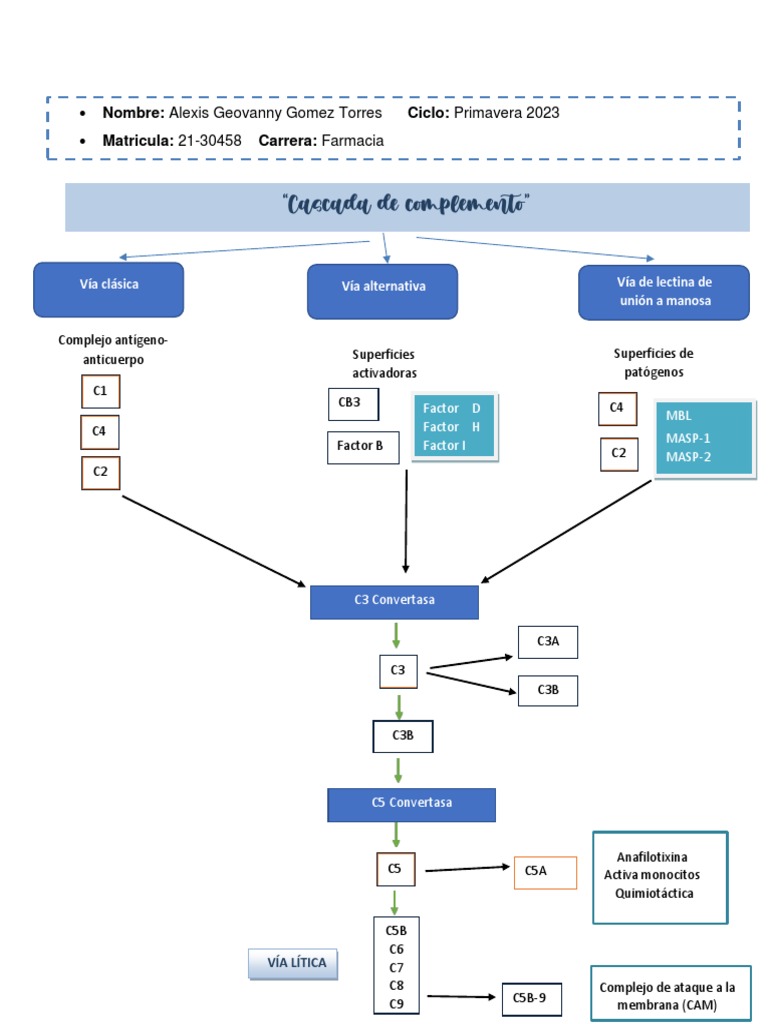 Actividad 3-Alexis Geovanny Gomez Torres | PDF | Sistema complementario | Especialidades Medicas