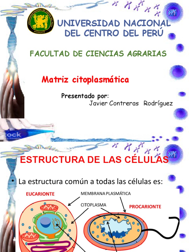 06 Matriz Citoplasmatica | PDF | Citoplasma | Citosol