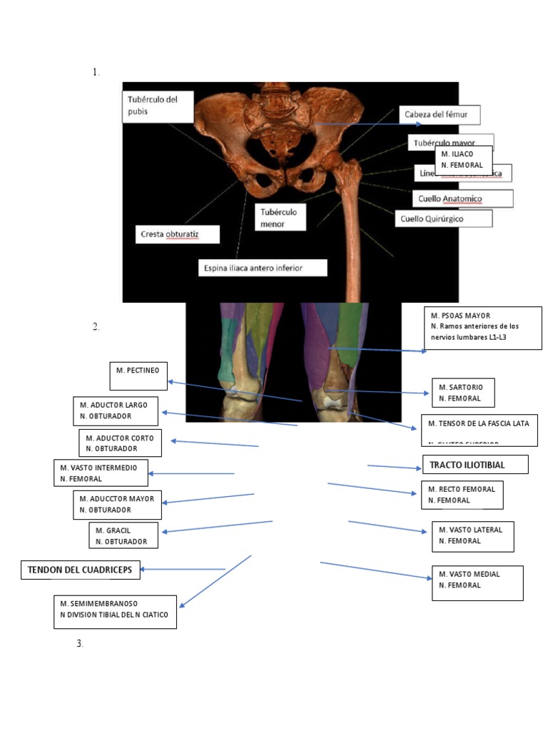 Sectra Final | PDF | Neuroanatomía | Anatomía humana