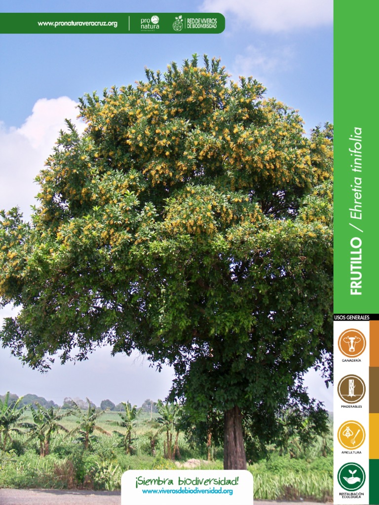 Arbol Frutillo Ficha | PDF