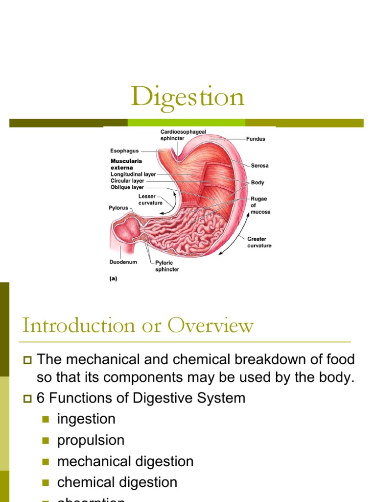 Digestion | PDF | Digestion | Stomach