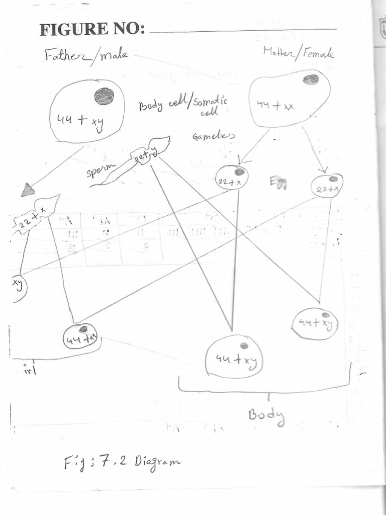 Biology Diagram | PDF