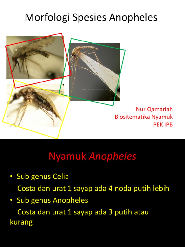 Morfologi Nyamuk Anopheles Spesifik | PDF