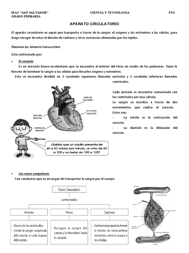 Ficha Sistema Circulatorio | PDF | Corazón | Sistema circulatorio