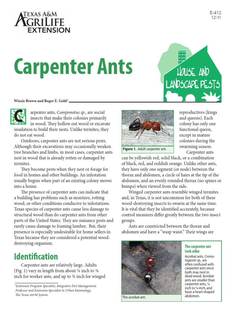 Carpenter Ants | PDF | Ant | Insects