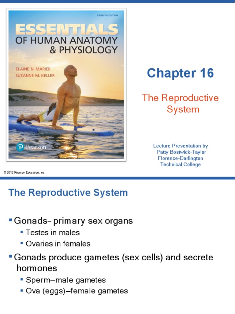 CHAPTER 16 Reproductive System | PDF | Luteinizing Hormone | Prostate