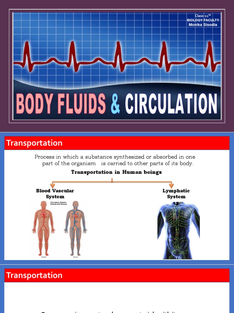 PDF Class 11 Body Fluids Circulation Biology | PDF | Atrium (Heart) | Heart