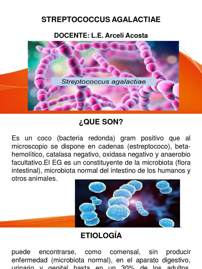 STREPTOCOCCUS AGALACTIAE Y PYOGENES (Clase 4) | PDF | Estreptococo | Salud pública