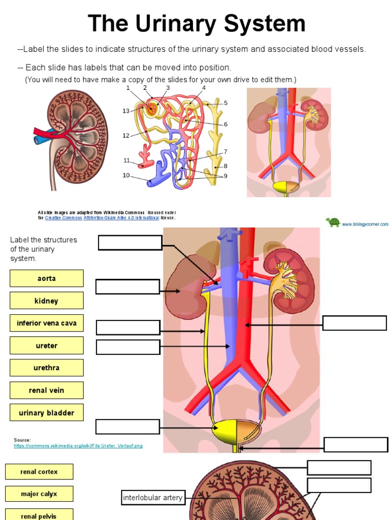Urinary System Labeling (Drag and Drop) | PDF