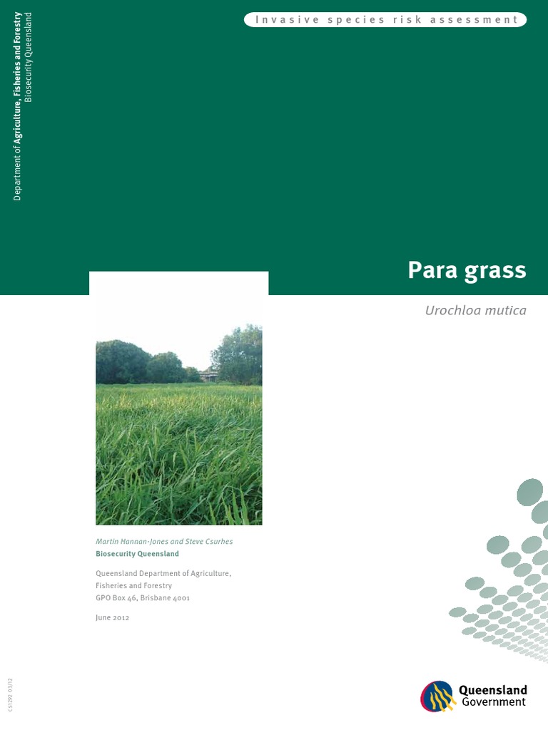 Para Grass Risk Assessment | PDF | Leaf | Wetland