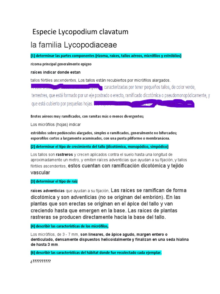 Especie Lycopodium Clavatum | PDF