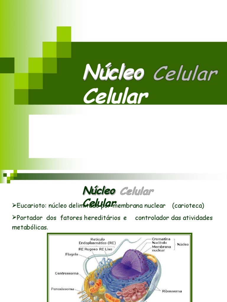 Aula 3 Núcleo Celular Pdf Núcleo Celular Célula Biologia