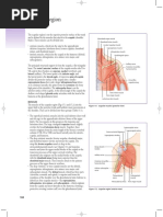 Sacral OMM Guide | PDF | Anatomical Terms Of Motion | Human Anatomy
