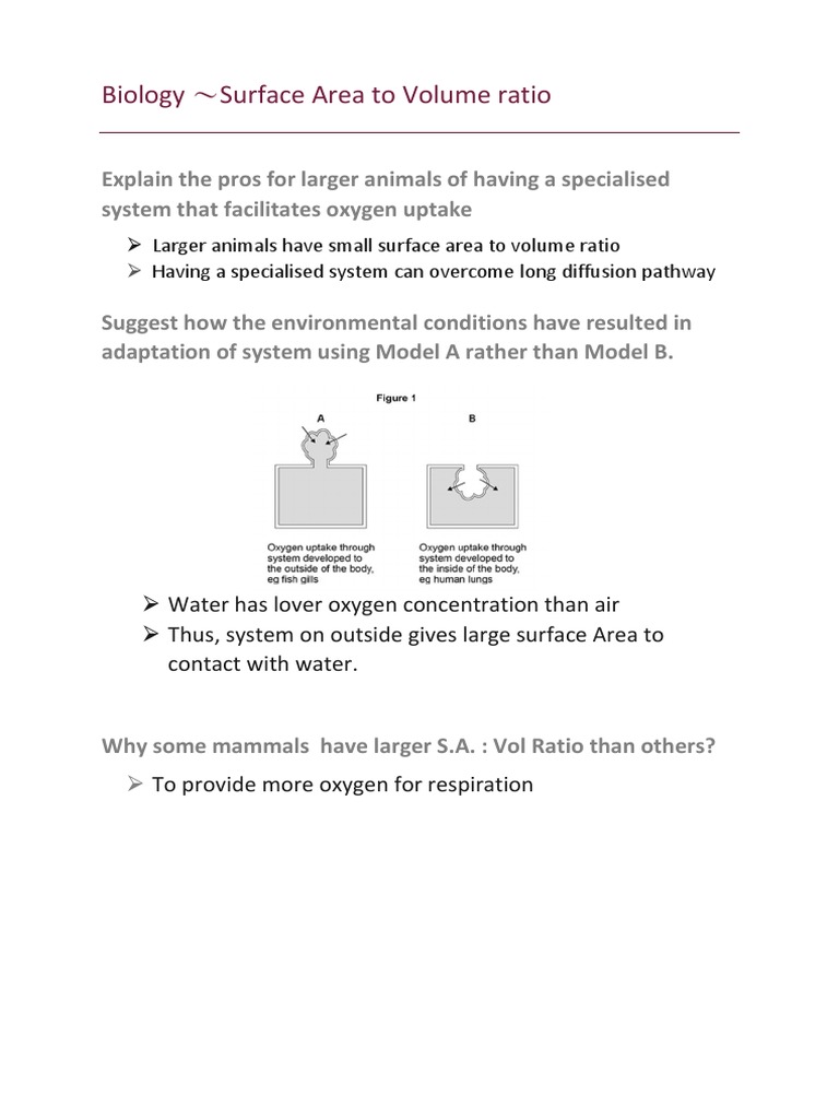 Surface Area Notes | PDF