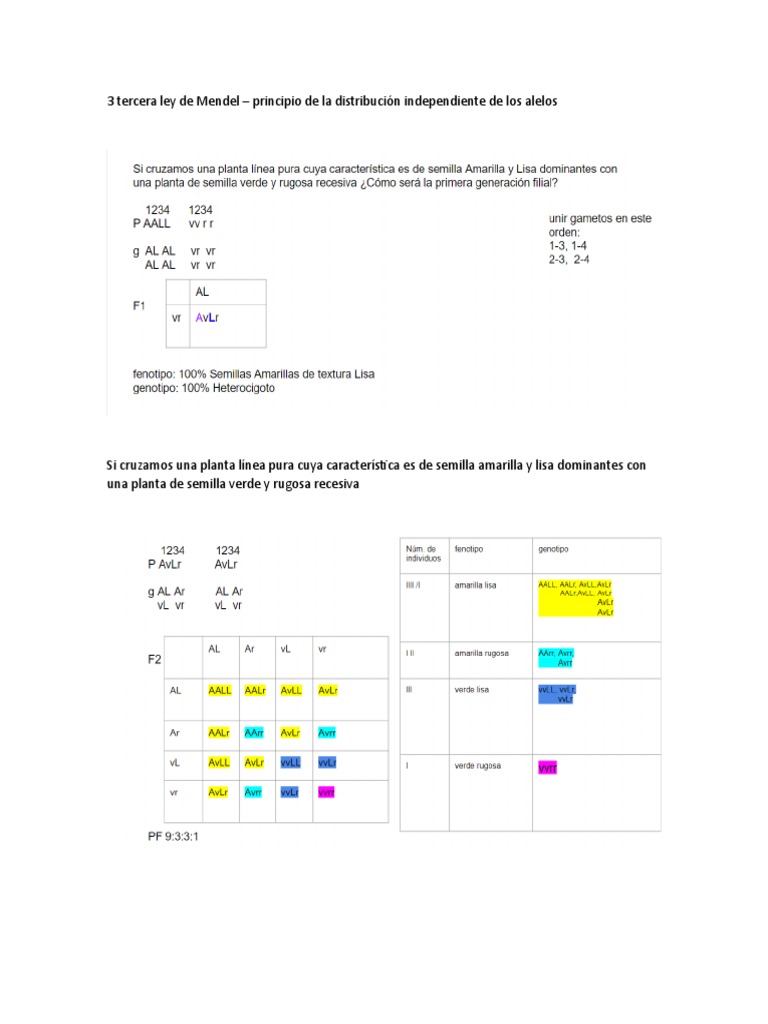 3 Tercera Ley de Mendel | PDF