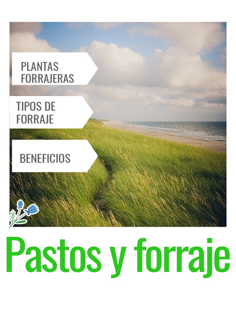 Pastos y Forraje | PDF