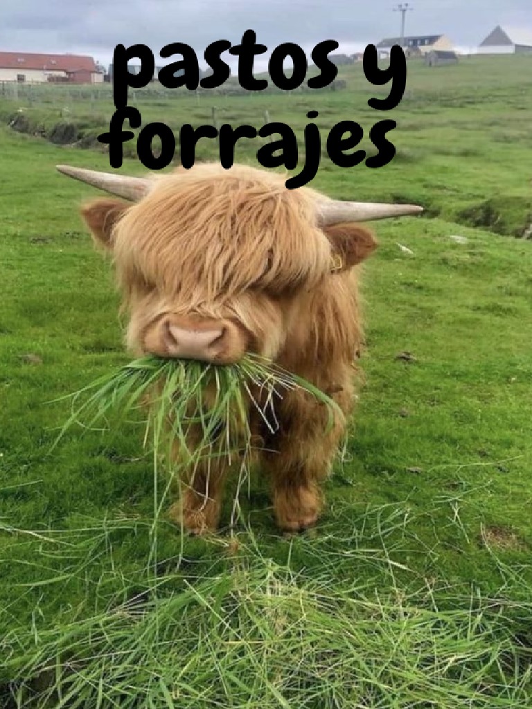 Pastos y Forrajes | PDF | Riego | Hoja