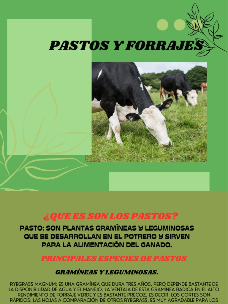 Pastos y Forrajes | PDF | Agricultura | Botánica