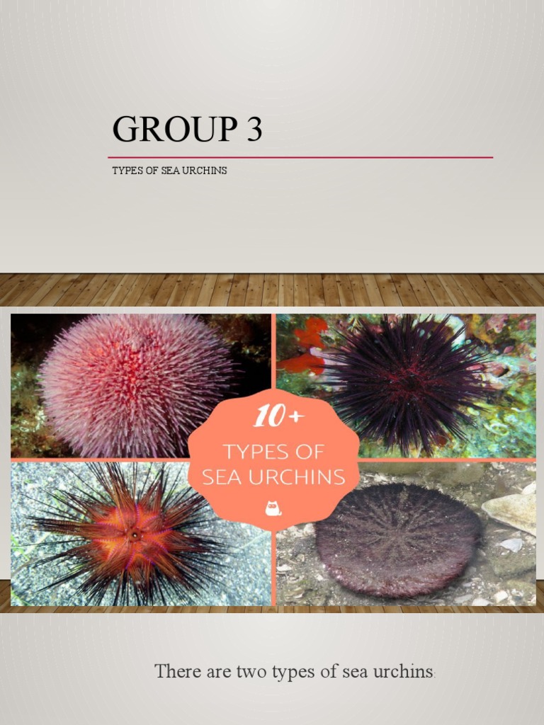Group 3 Types of Sea-Urchins | PDF