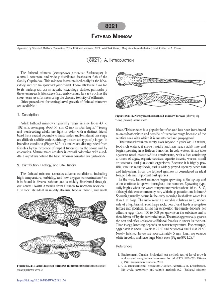 8921 Fathead Minnow | PDF | Spawn (Biology)