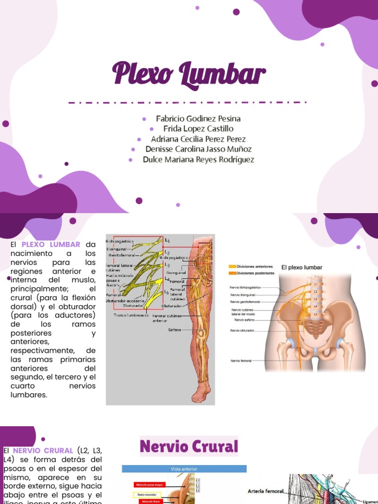 Plexo Lumbar | PDF