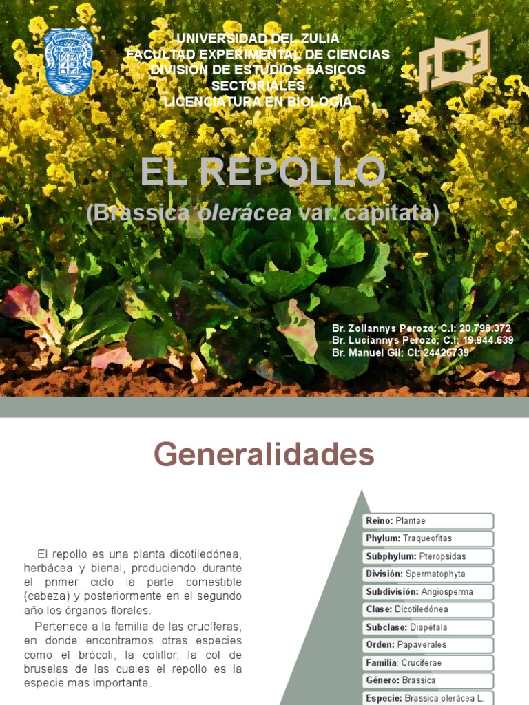 Morfología y Taxonomía del Repollo | PDF