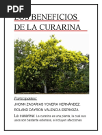 Curare: Historia y Uso Médico | PDF
